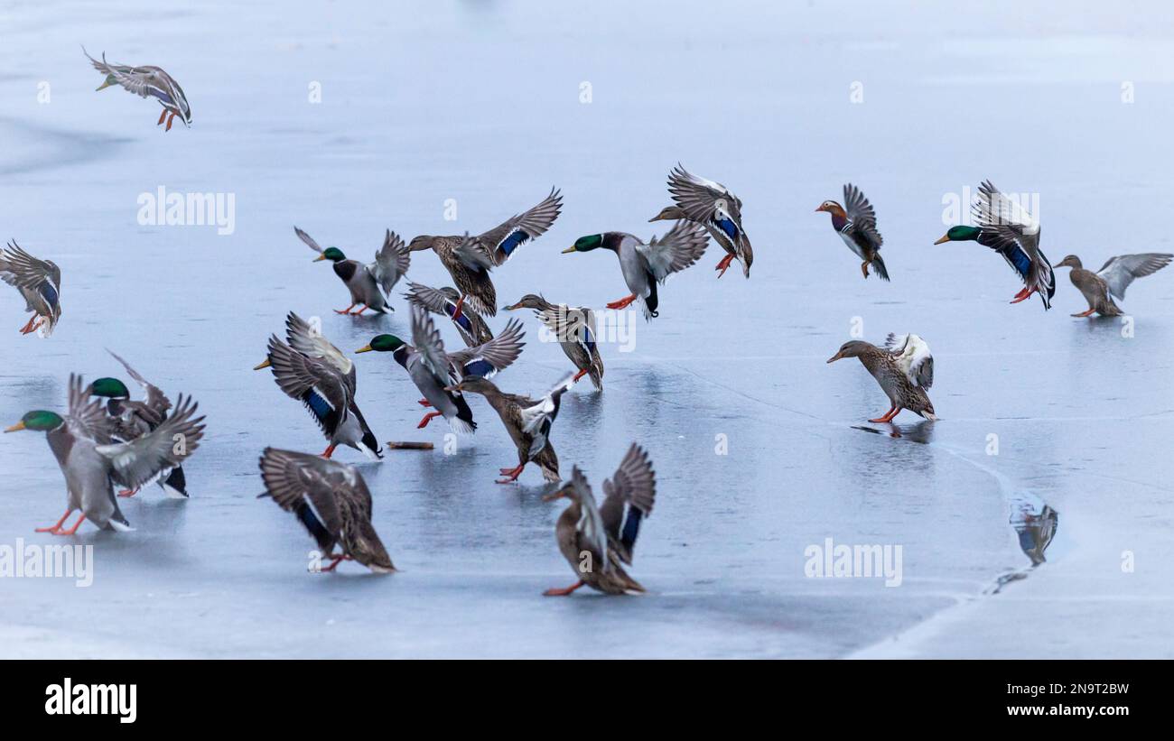 a flock of wild ducks land on the icy surface of a frozen pond Stock ...