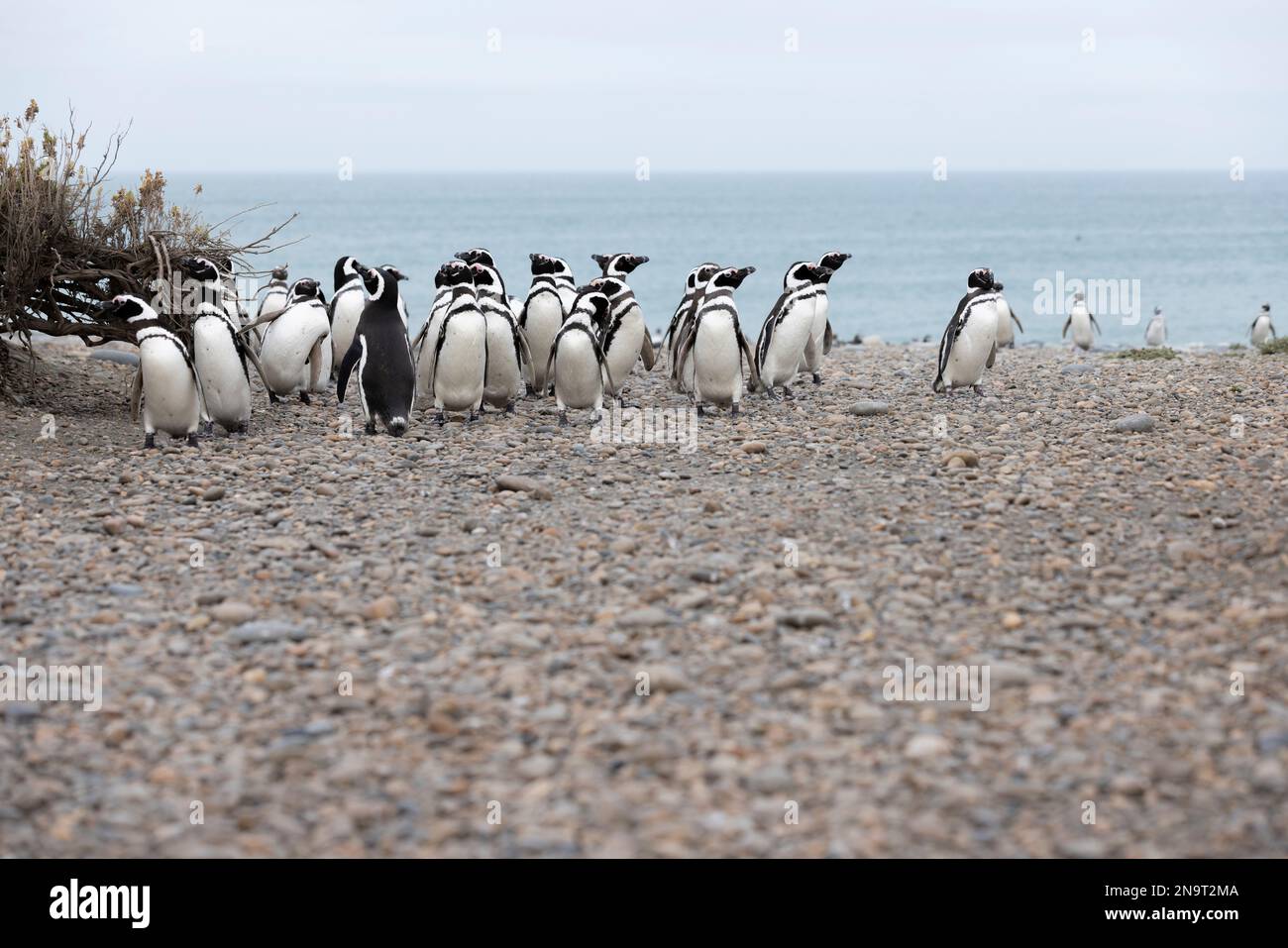 Magellanic penguins at the beach of Cabo Virgenes at kilometer 0 of the ...
