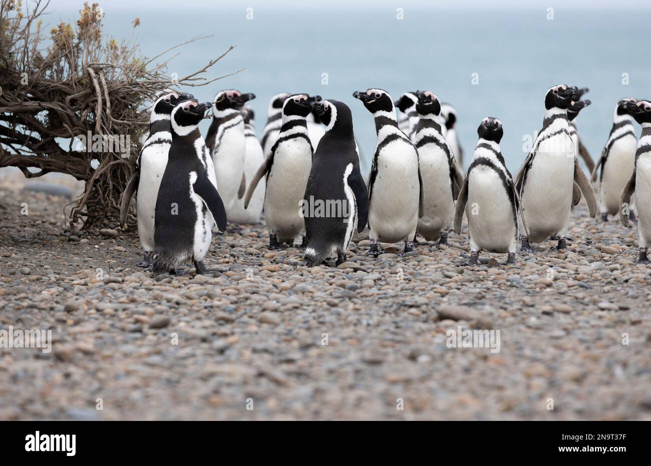 Magellanic penguins at the beach of Cabo Virgenes at kilometer 0 of the ...