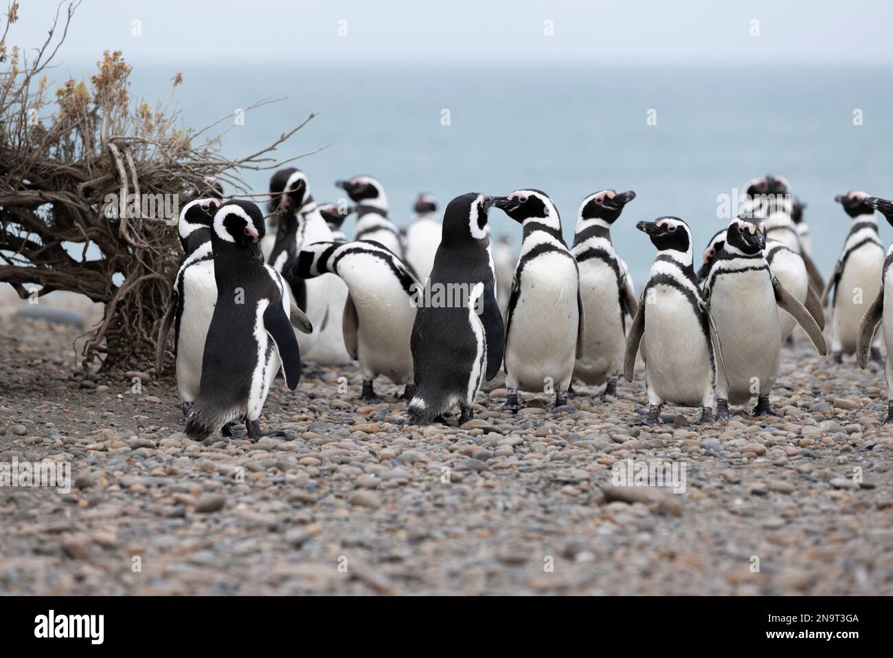 Reserva natural cabo virgenes hi-res stock photography and images - Alamy