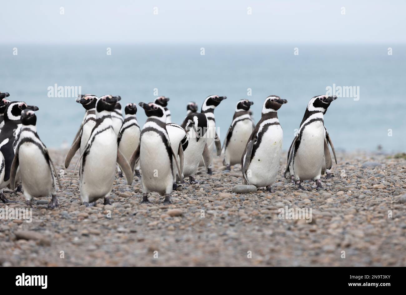 Magellanic penguins at the beach of Cabo Virgenes at kilometer 0 of the ...