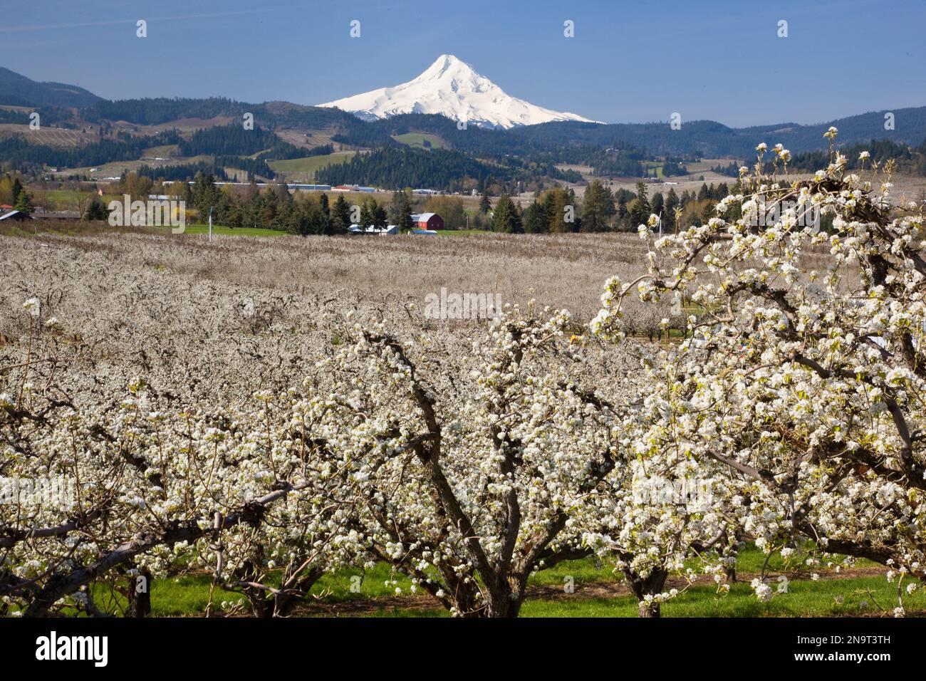 Apple tree orchard and the peak of a snow-covered Mount Hood in the ...