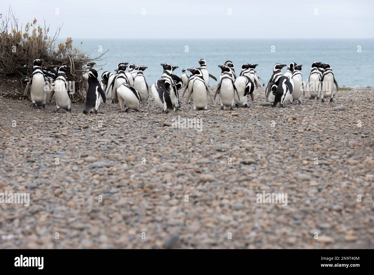 Reserva natural cabo virgenes hi-res stock photography and images - Alamy