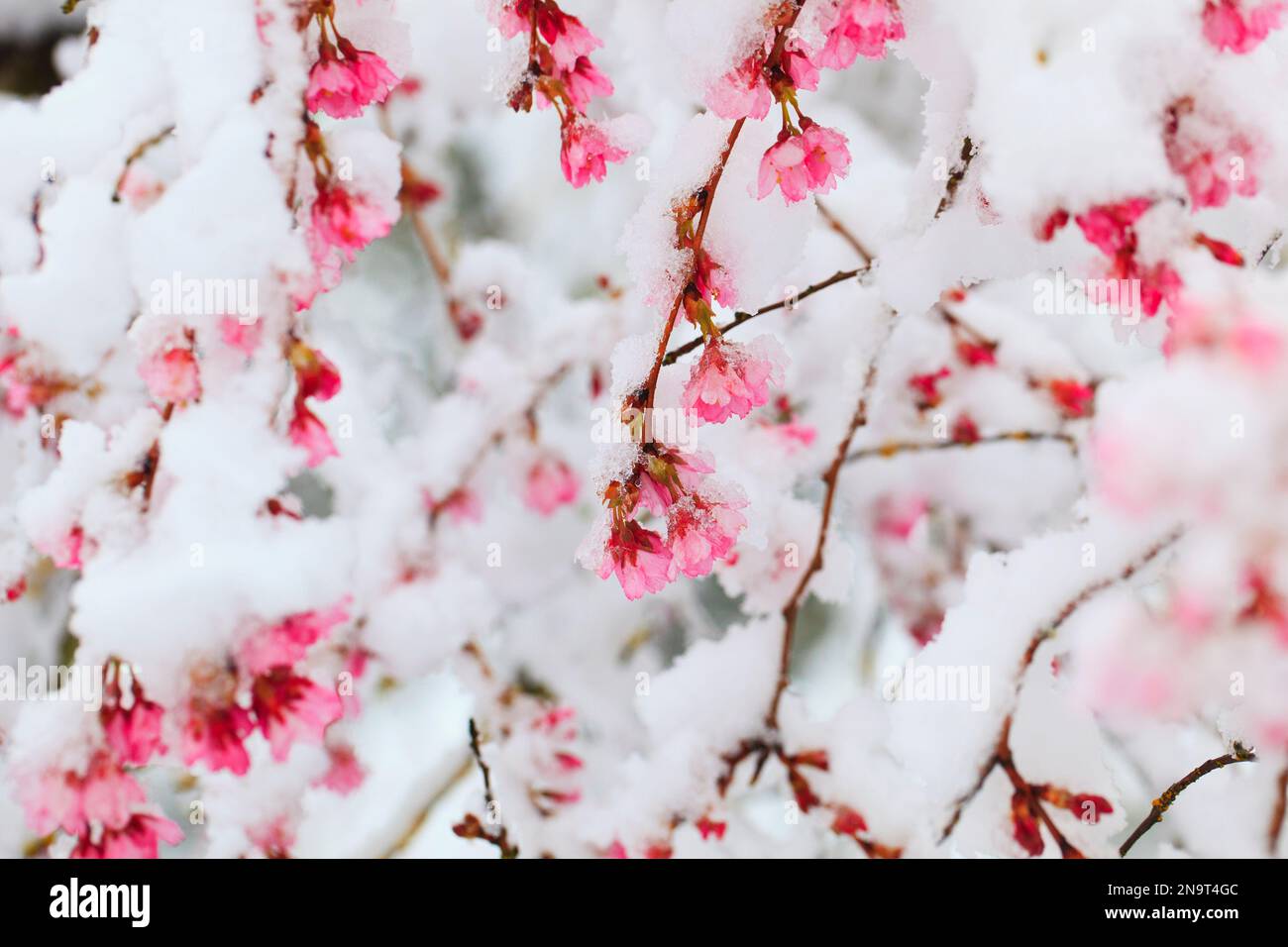 Cherry blossom pacific northwest hi-res stock photography and images ...