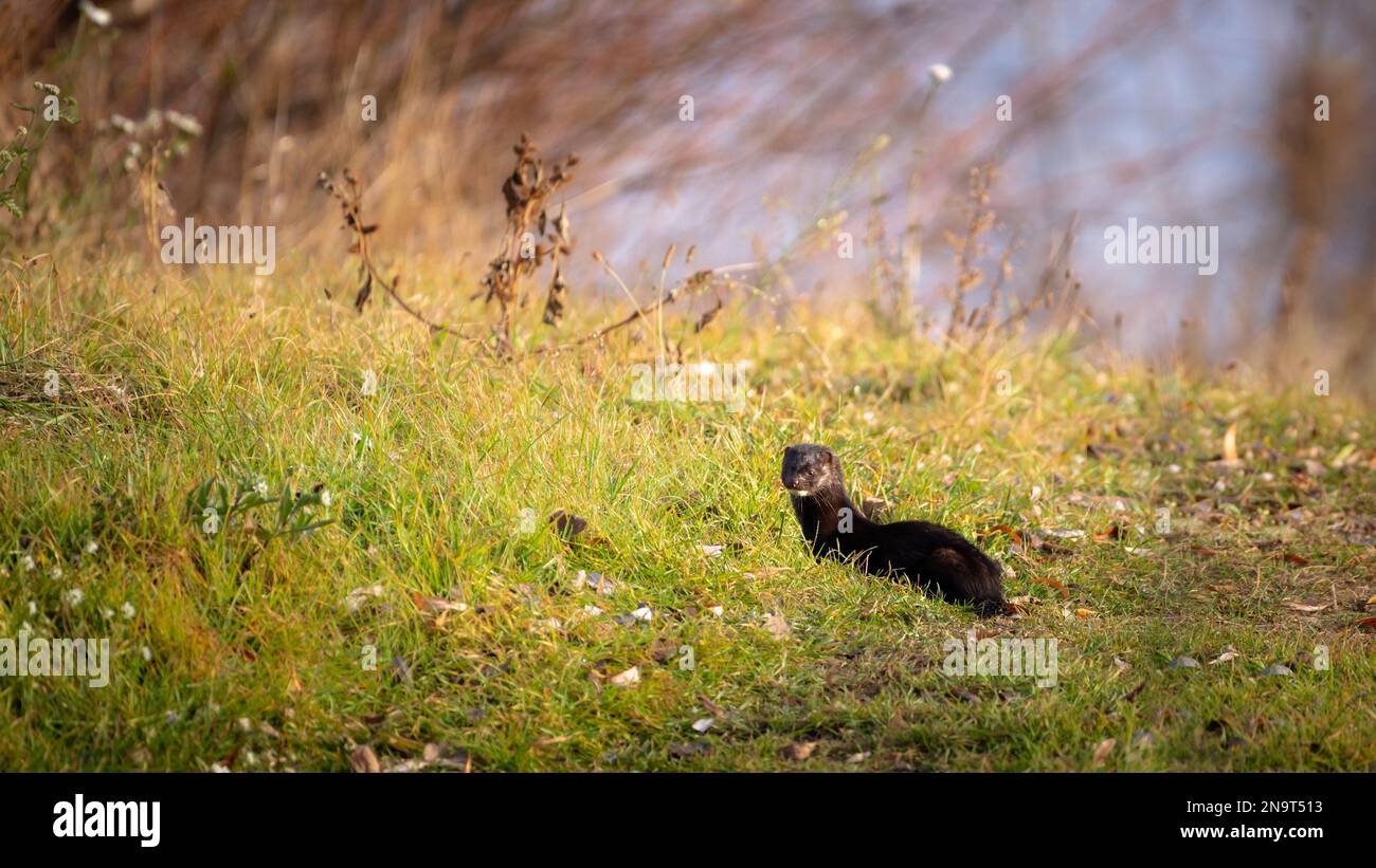 Mink animal hi-res stock photography and images - Alamy