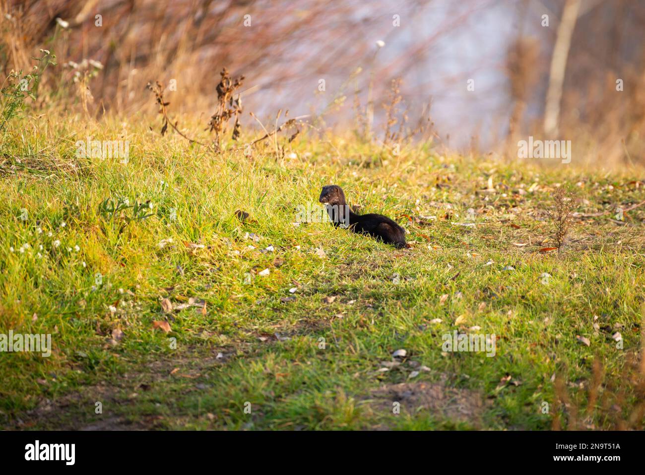 Mink animal hi-res stock photography and images - Alamy