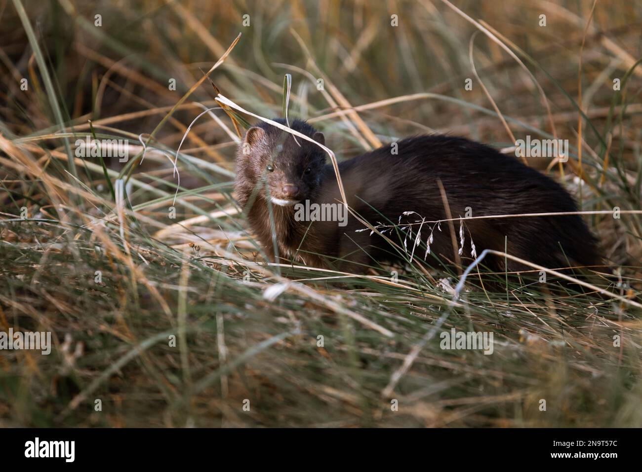 Mink animal hi-res stock photography and images - Alamy
