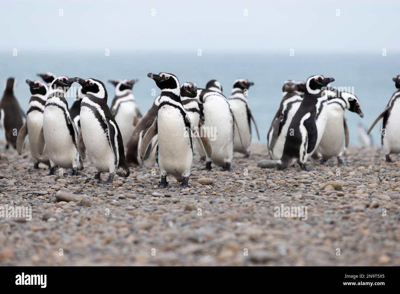 Reserva natural cabo virgenes hi-res stock photography and images - Alamy
