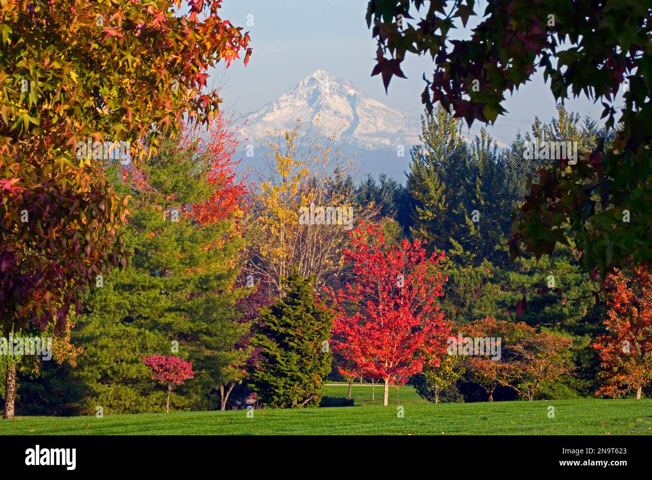 Brilliant autumn colours on the trees below Mount Hood; Oregon, United ...