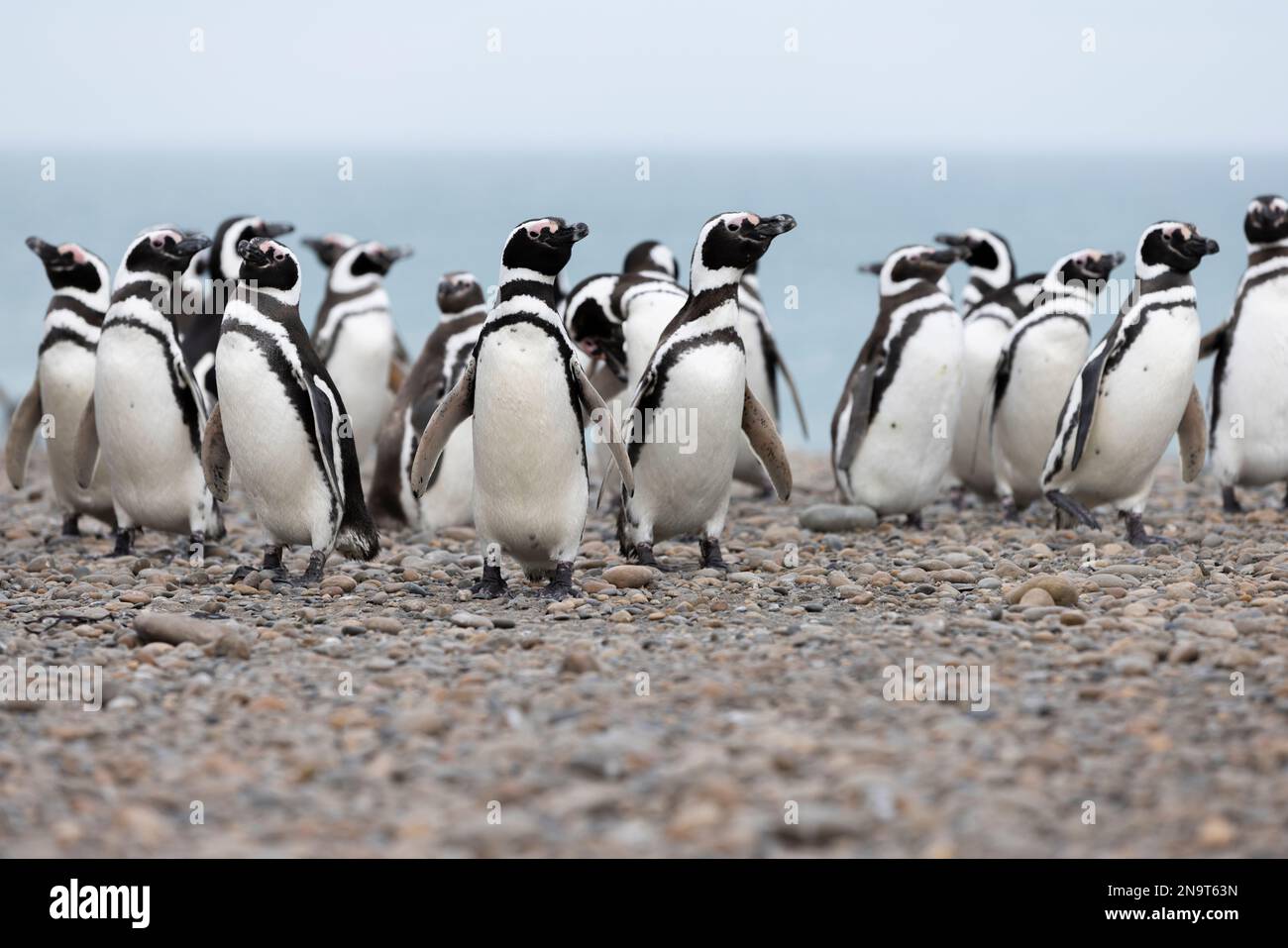 Magellanic penguins at the beach of Cabo Virgenes at kilometer 0 of the ...