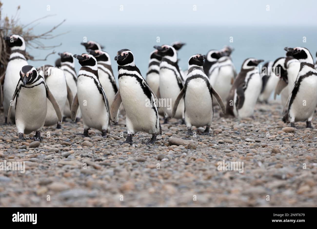 Magellanic penguins at the beach of Cabo Virgenes at kilometer 0 of the ...