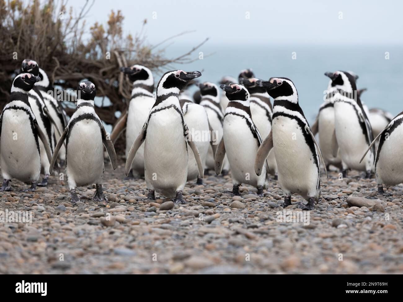 Reserva natural cabo virgenes hi-res stock photography and images - Alamy