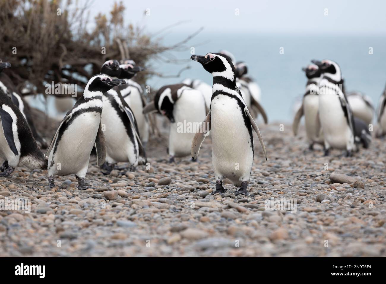 Magellanic penguins at the beach of Cabo Virgenes at kilometer 0 of the ...
