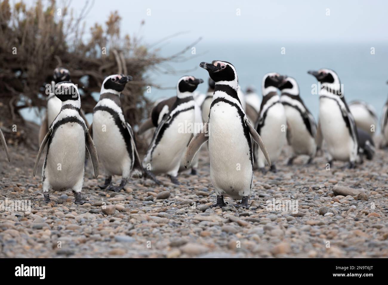 Magellanic penguins at the beach of Cabo Virgenes at kilometer 0 of the ...