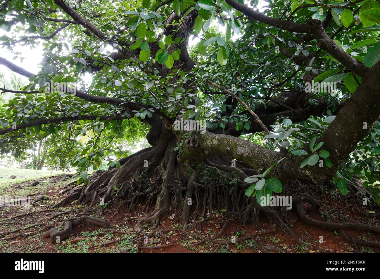 Giant fig tree in public park seen in Martinique island. French West ...