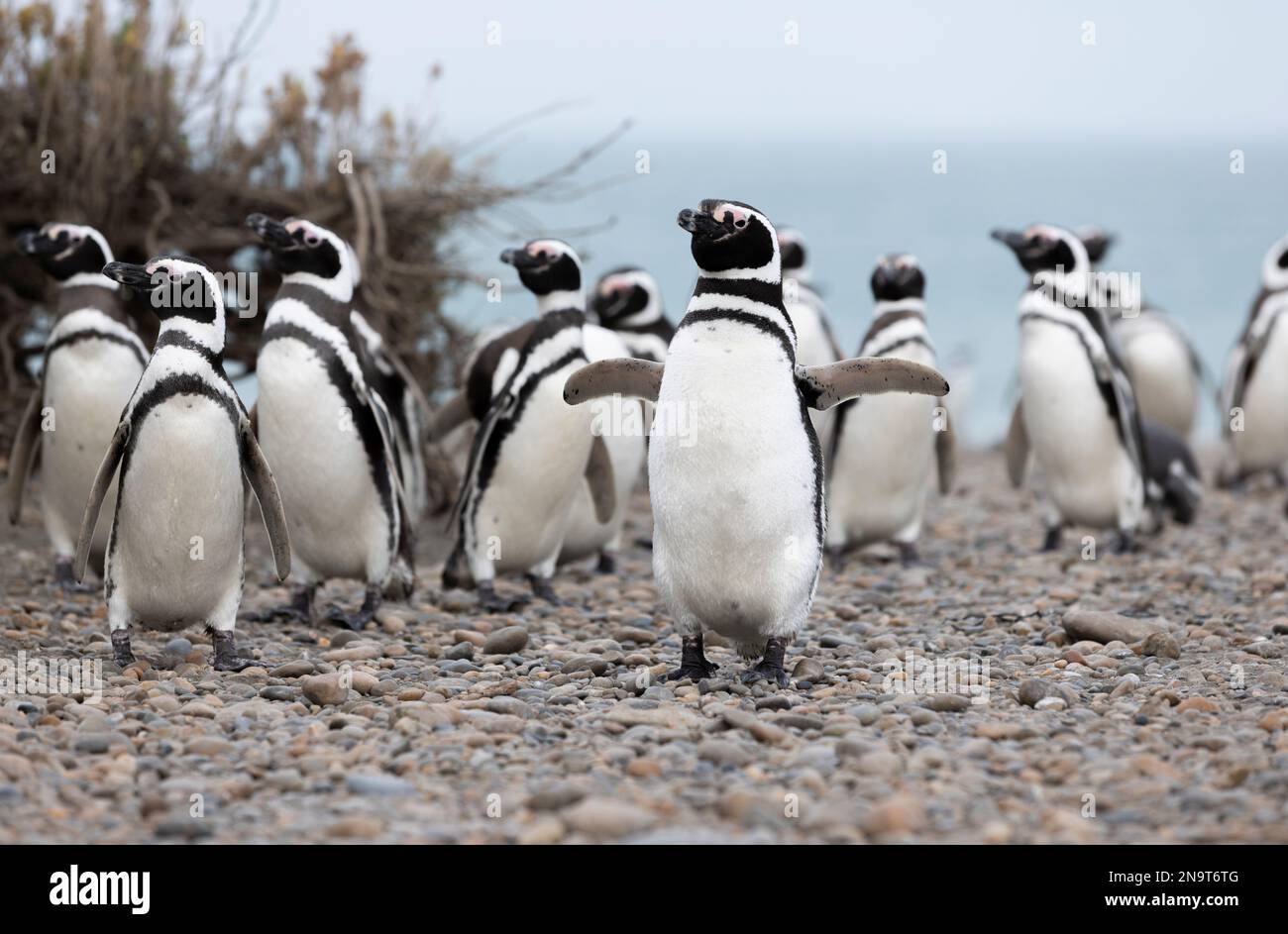 Magellanic penguins at the beach of Cabo Virgenes at kilometer 0 of the ...