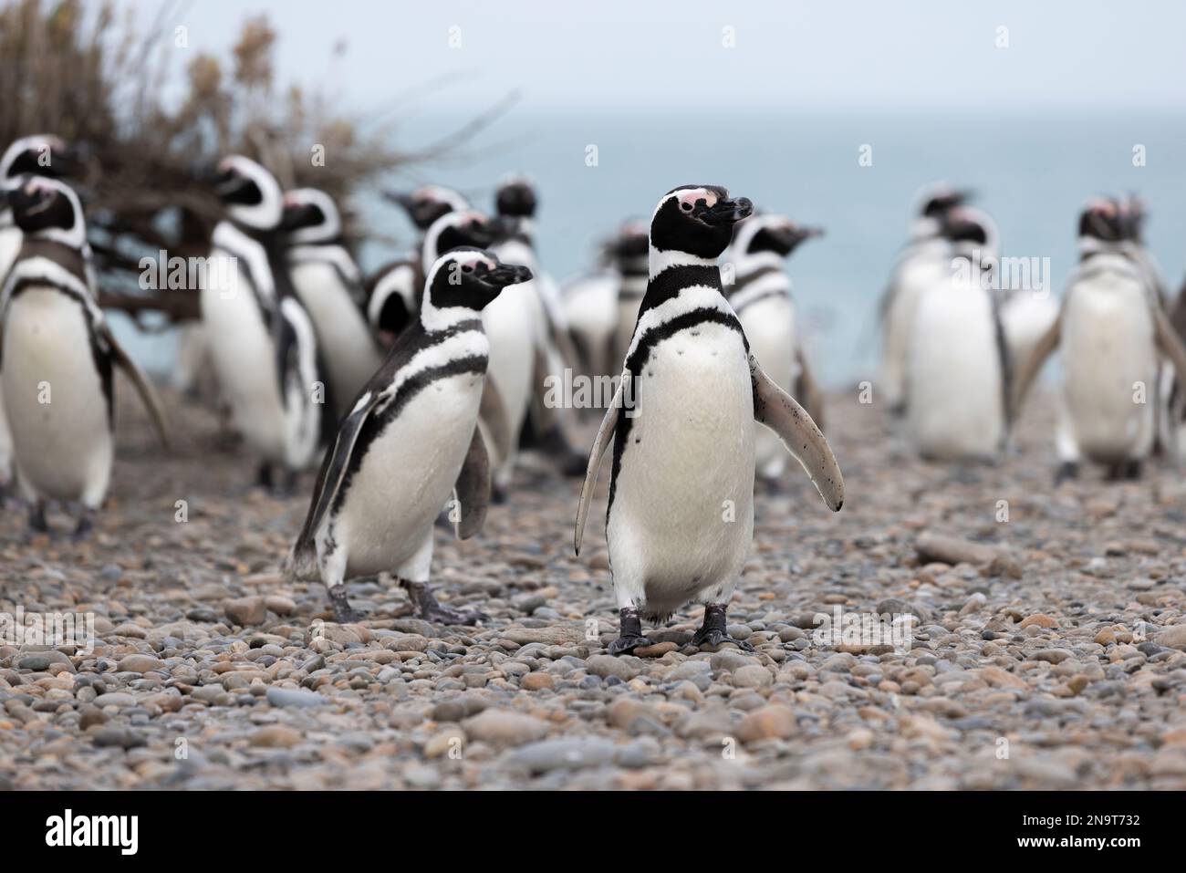 Reserva natural cabo virgenes hi-res stock photography and images - Alamy