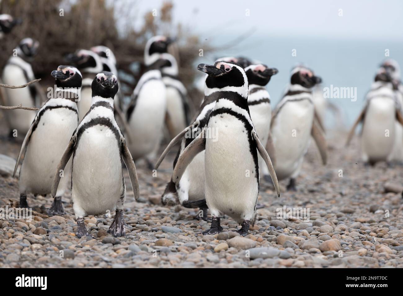 Magellanic penguins at the beach of Cabo Virgenes at kilometer 0 of the ...