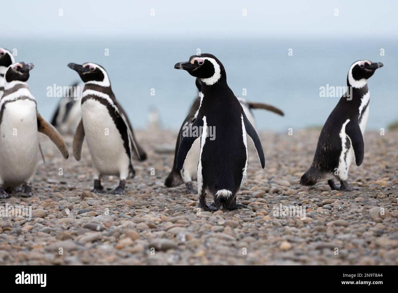 Magellanic penguins at the beach of Cabo Virgenes at kilometer 0 of the ...
