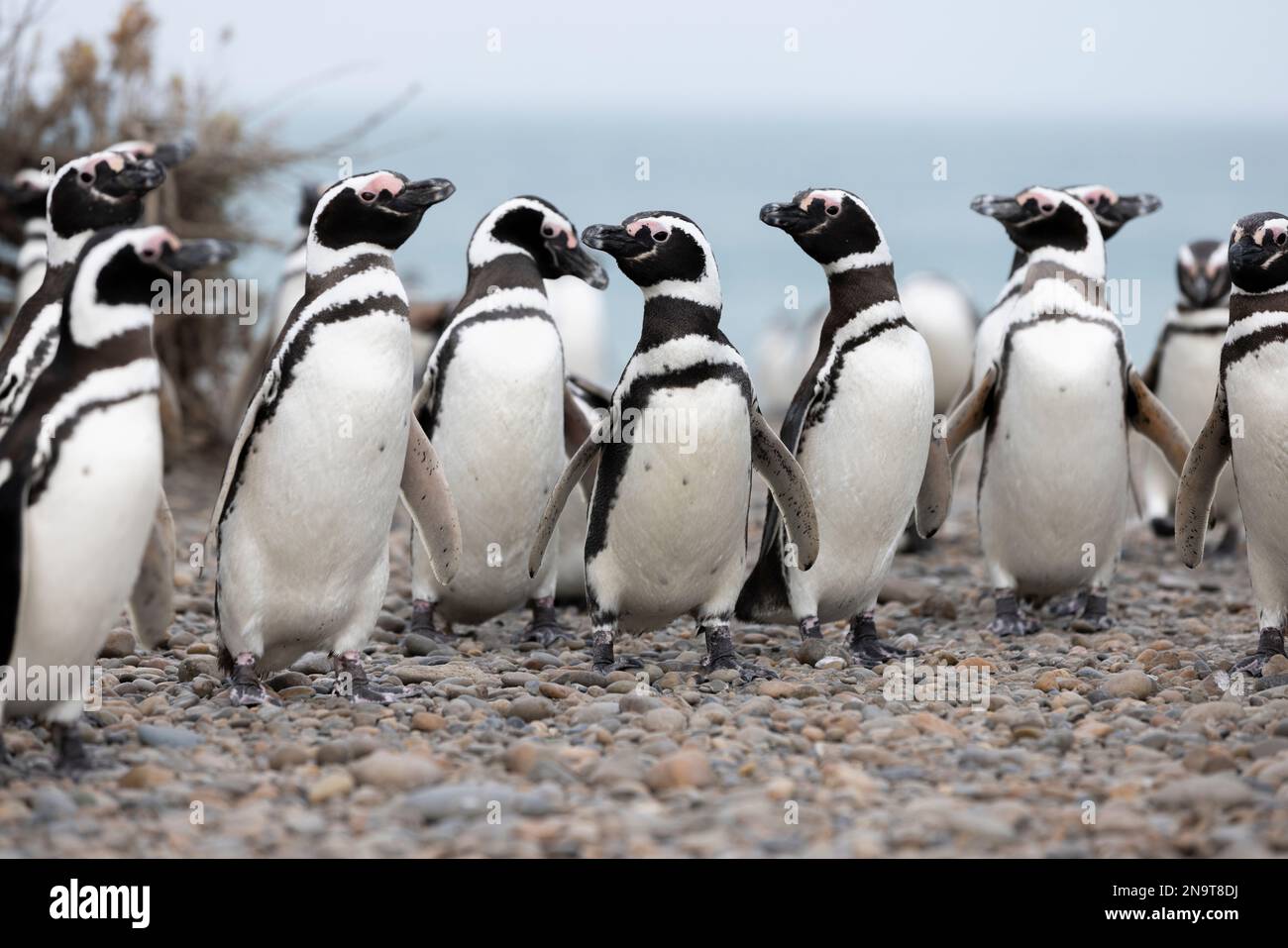 Magellanic penguins at the beach of Cabo Virgenes at kilometer 0 of the ...