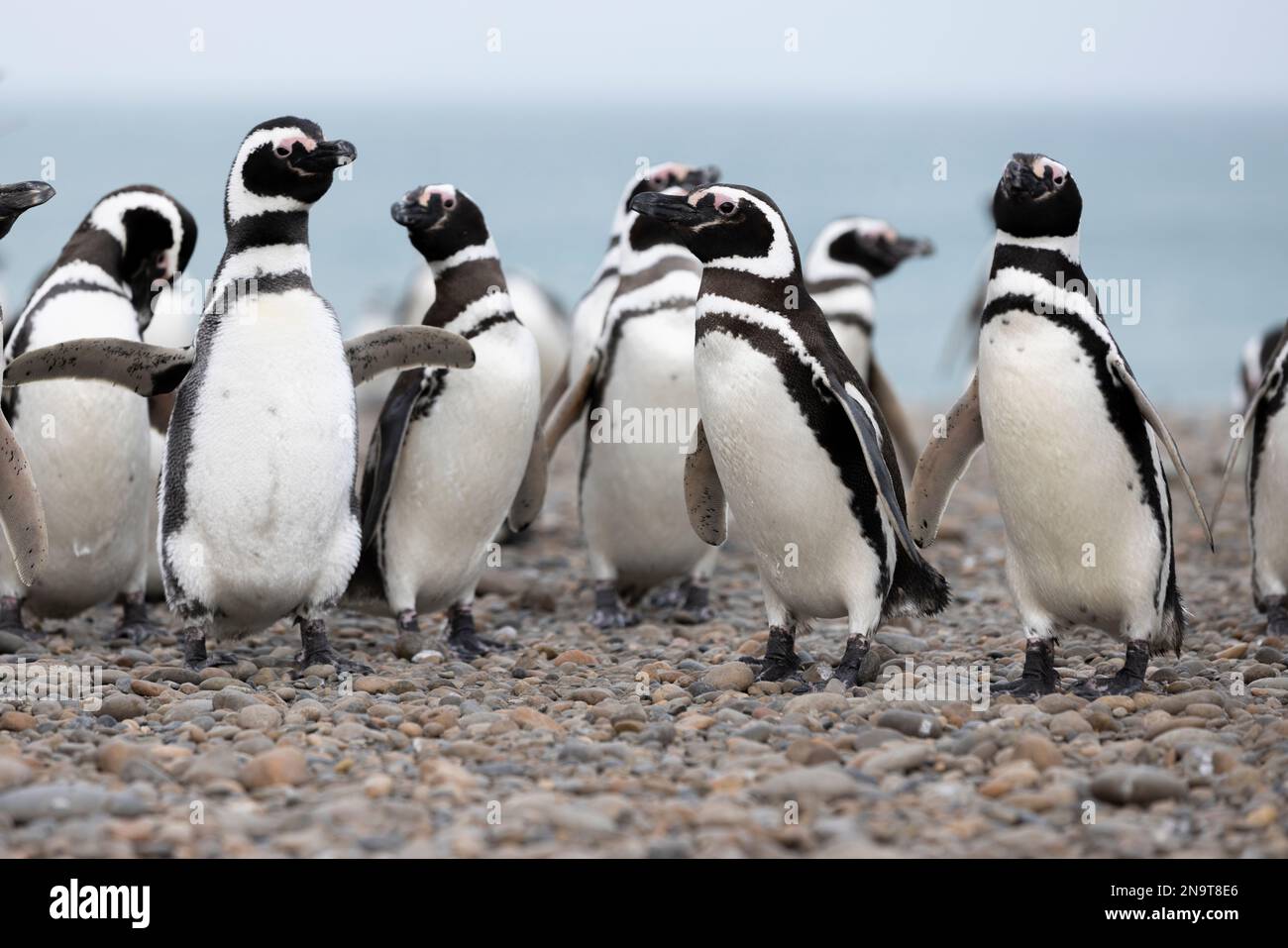 Reserva natural cabo virgenes hi-res stock photography and images - Alamy