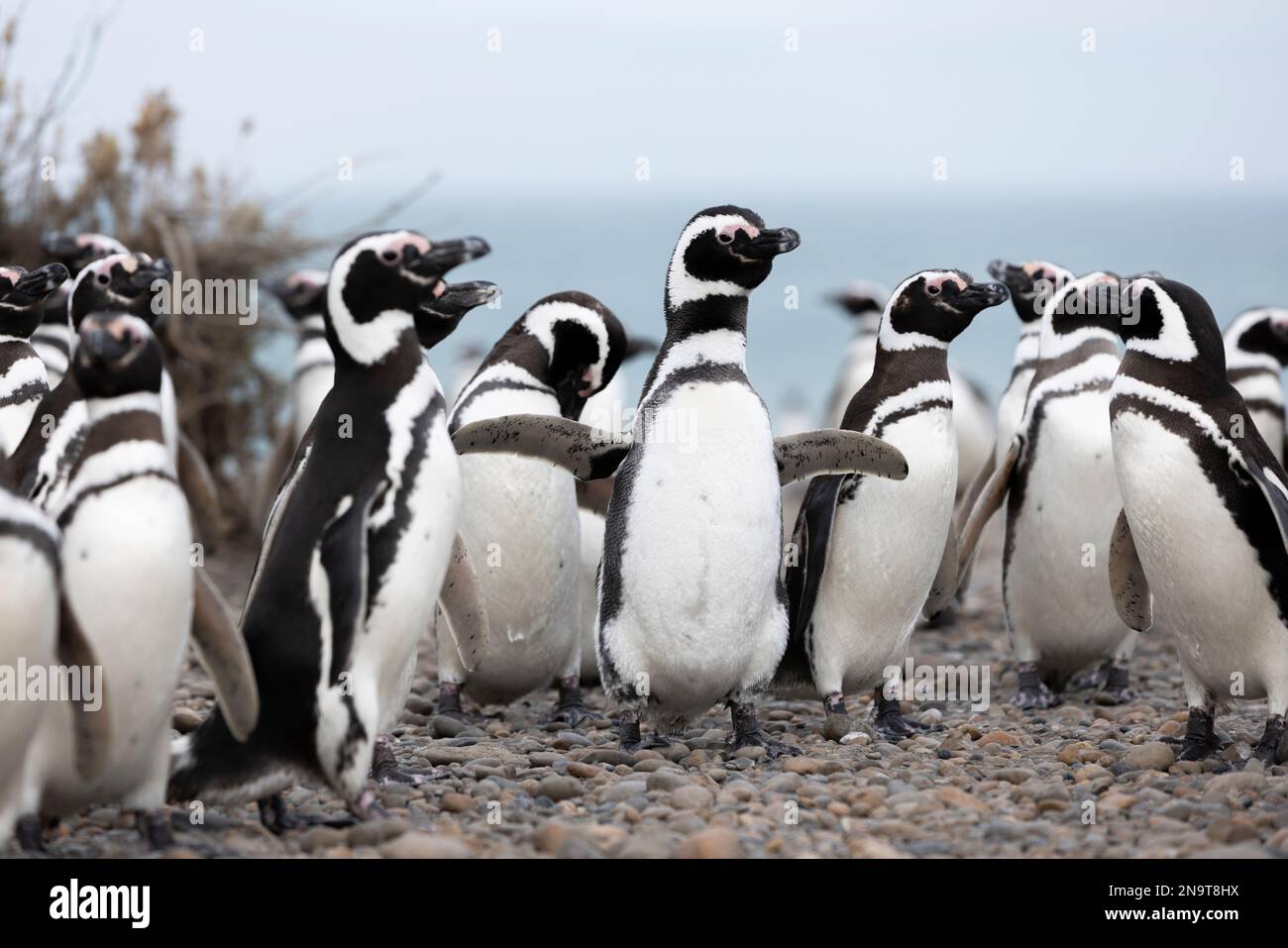 Magellanic penguins at the beach of Cabo Virgenes at kilometer 0 of the ...
