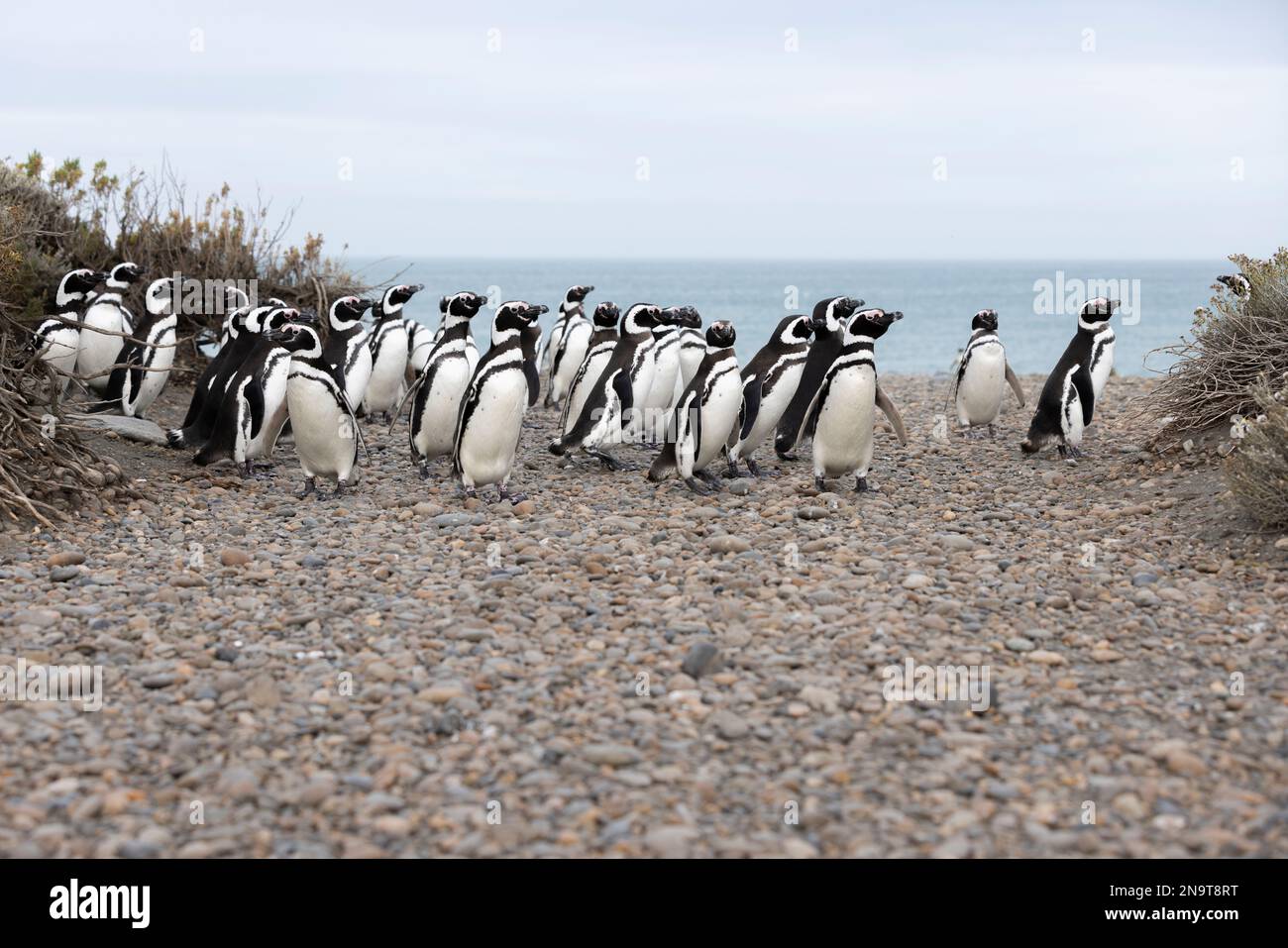 Magellanic penguins at the beach of Cabo Virgenes at kilometer 0 of the ...