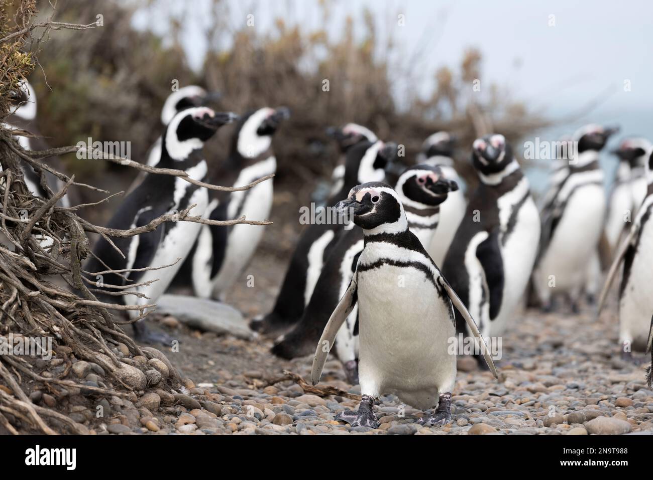 Magellanic penguins at the beach of Cabo Virgenes at kilometer 0 of the ...