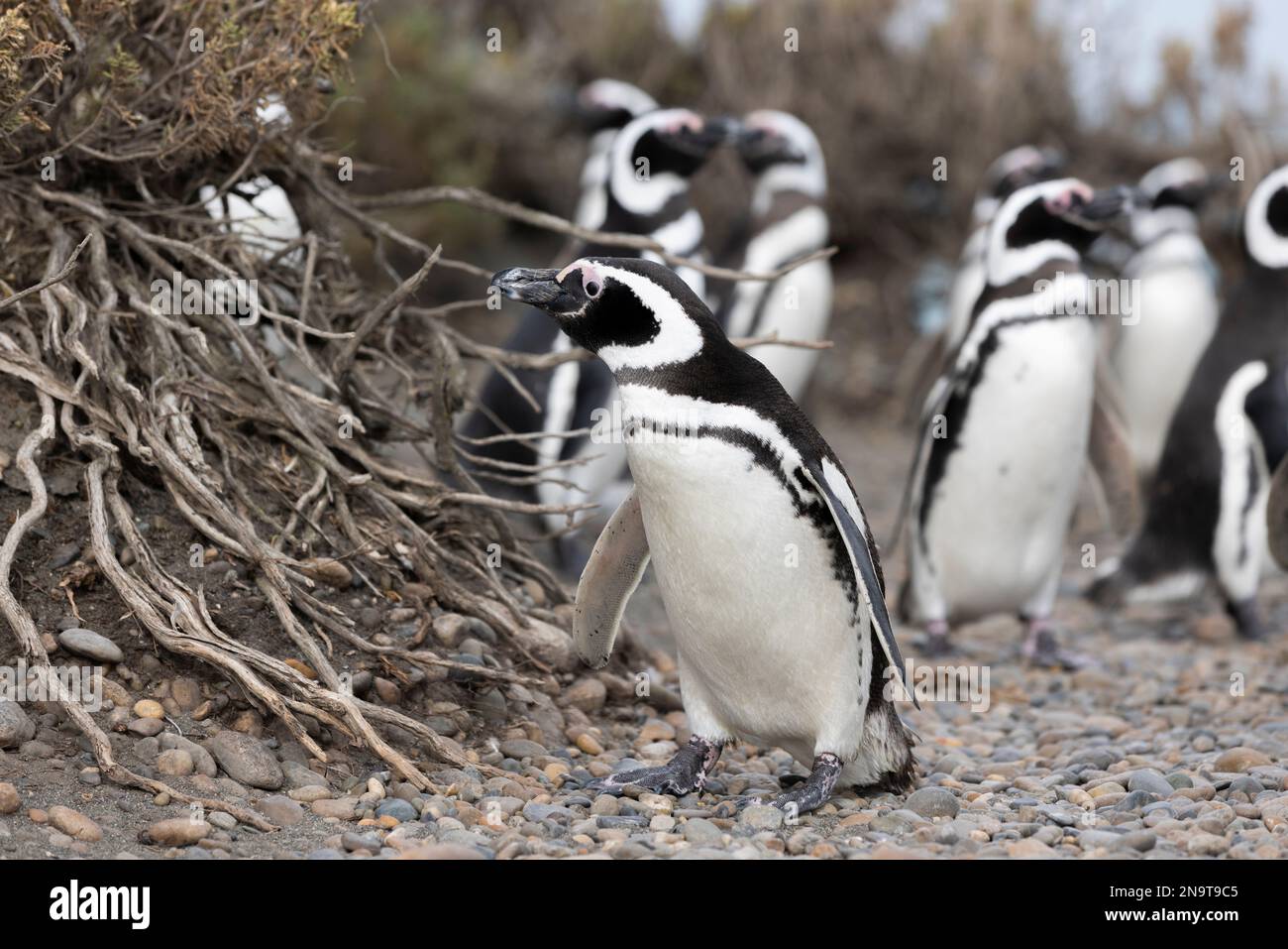 Magellanic penguins at the beach of Cabo Virgenes at kilometer 0 of the ...