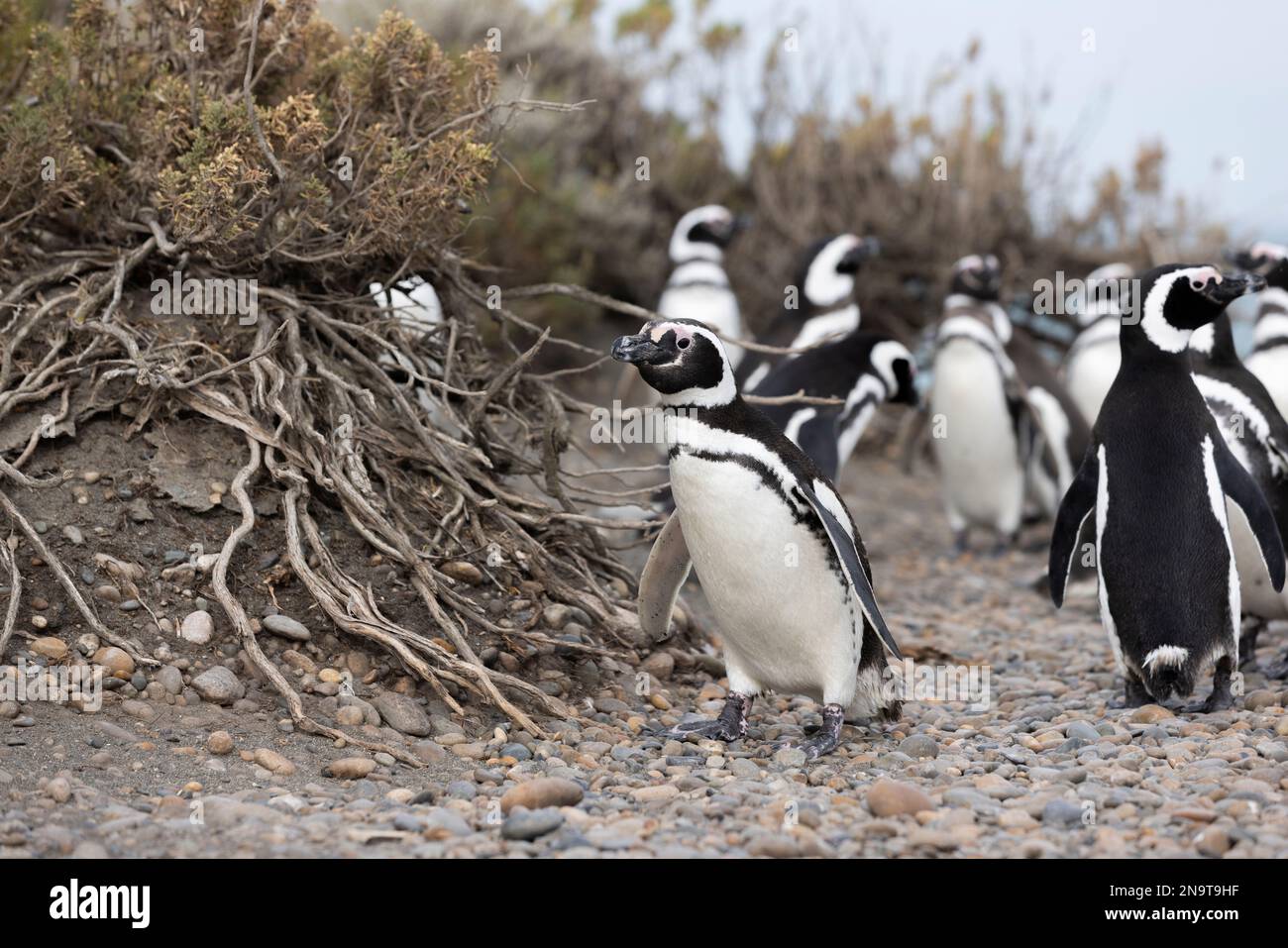 Magellanic penguins at the beach of Cabo Virgenes at kilometer 0 of the ...