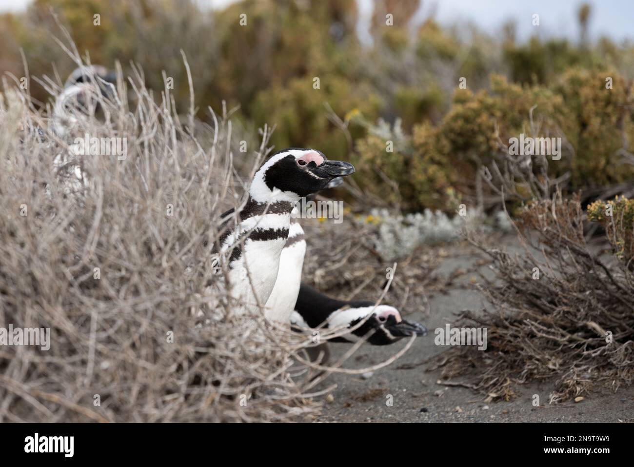 Magellanic penguins at the beach of Cabo Virgenes at kilometer 0 of the ...