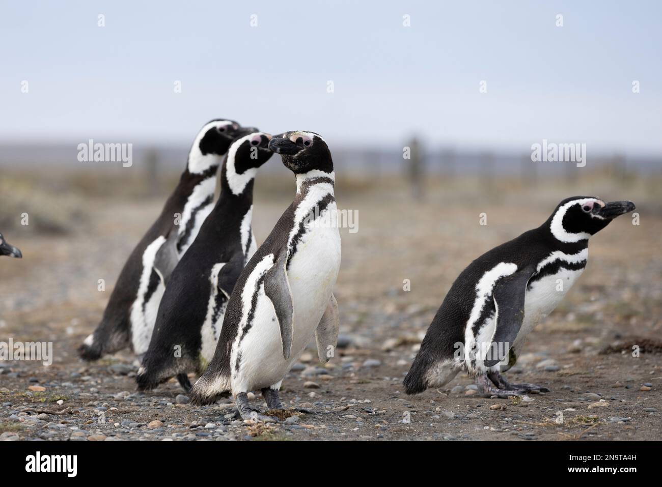 Magellanic penguins at the beach of Cabo Virgenes at kilometer 0 of the ...