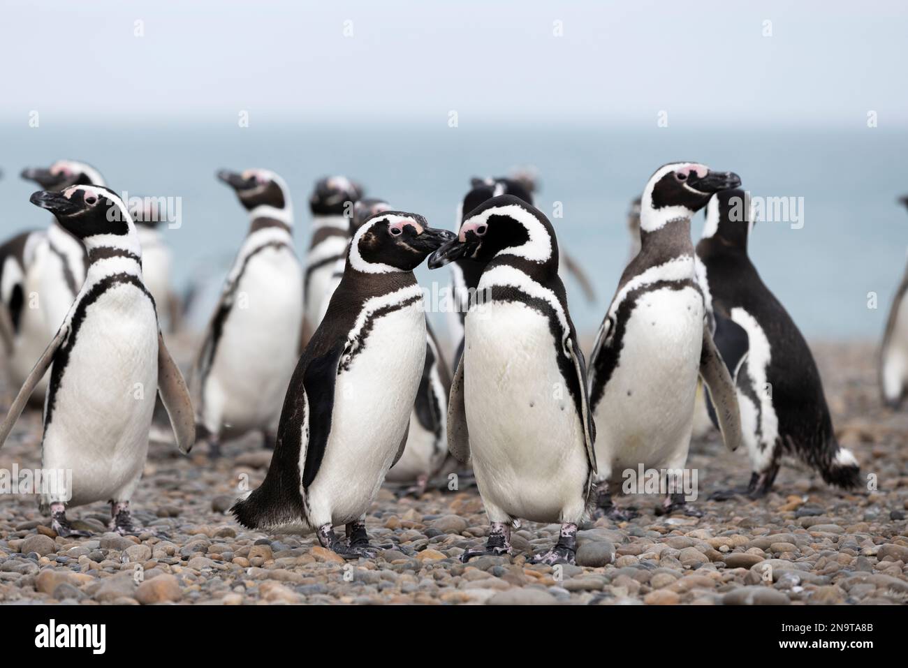Magellanic penguins at the beach of Cabo Virgenes at kilometer 0 of the ...