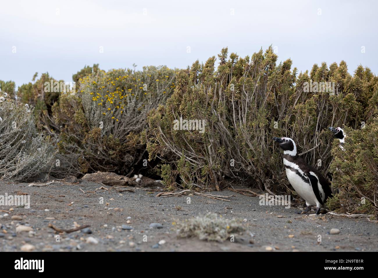 Magellanic penguins at the beach of Cabo Virgenes at kilometer 0 of the ...