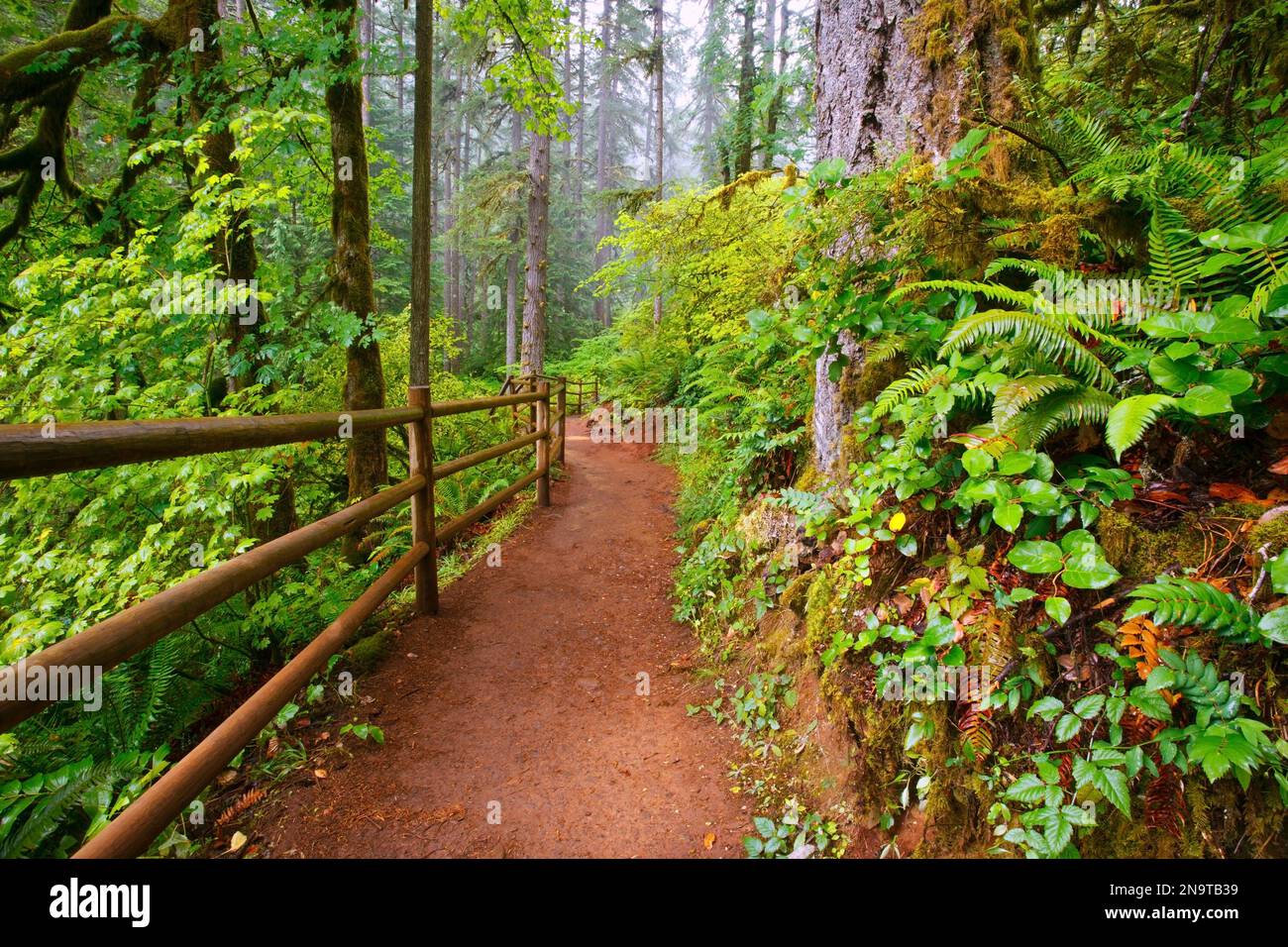 Trail in a lush forest in Silver Falls State Park; Oregon, United ...