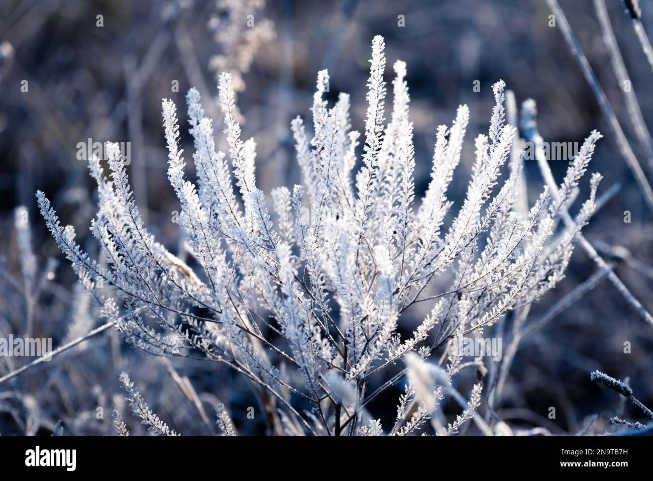 In the winter, plants are covered in spiky hoarfrost Stock Photo - Alamy