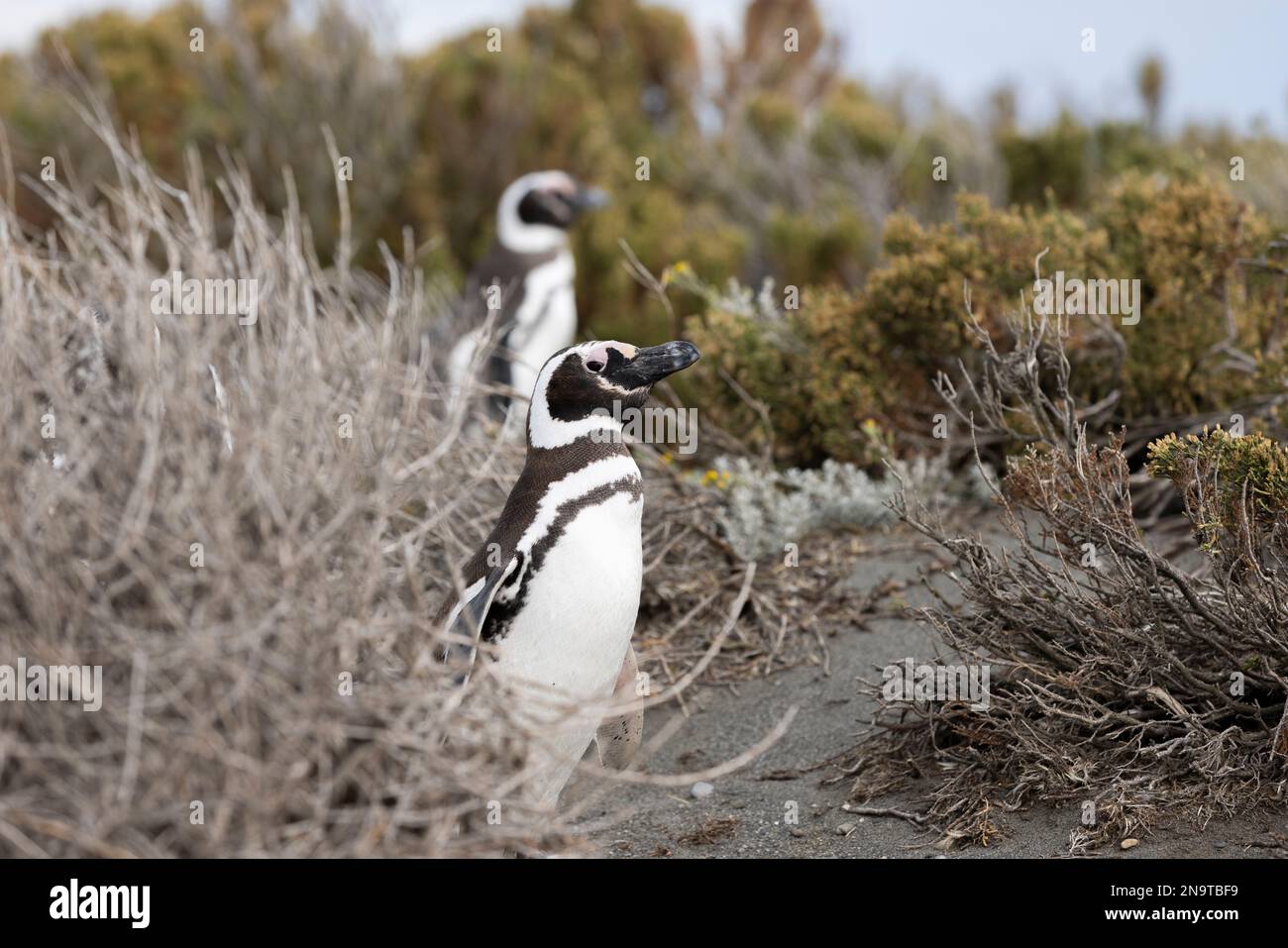Magellanic penguins at the beach of Cabo Virgenes at kilometer 0 of the ...