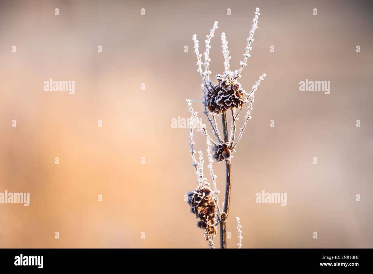 A minimalist image of a beautifully withered flower covered in frost ...