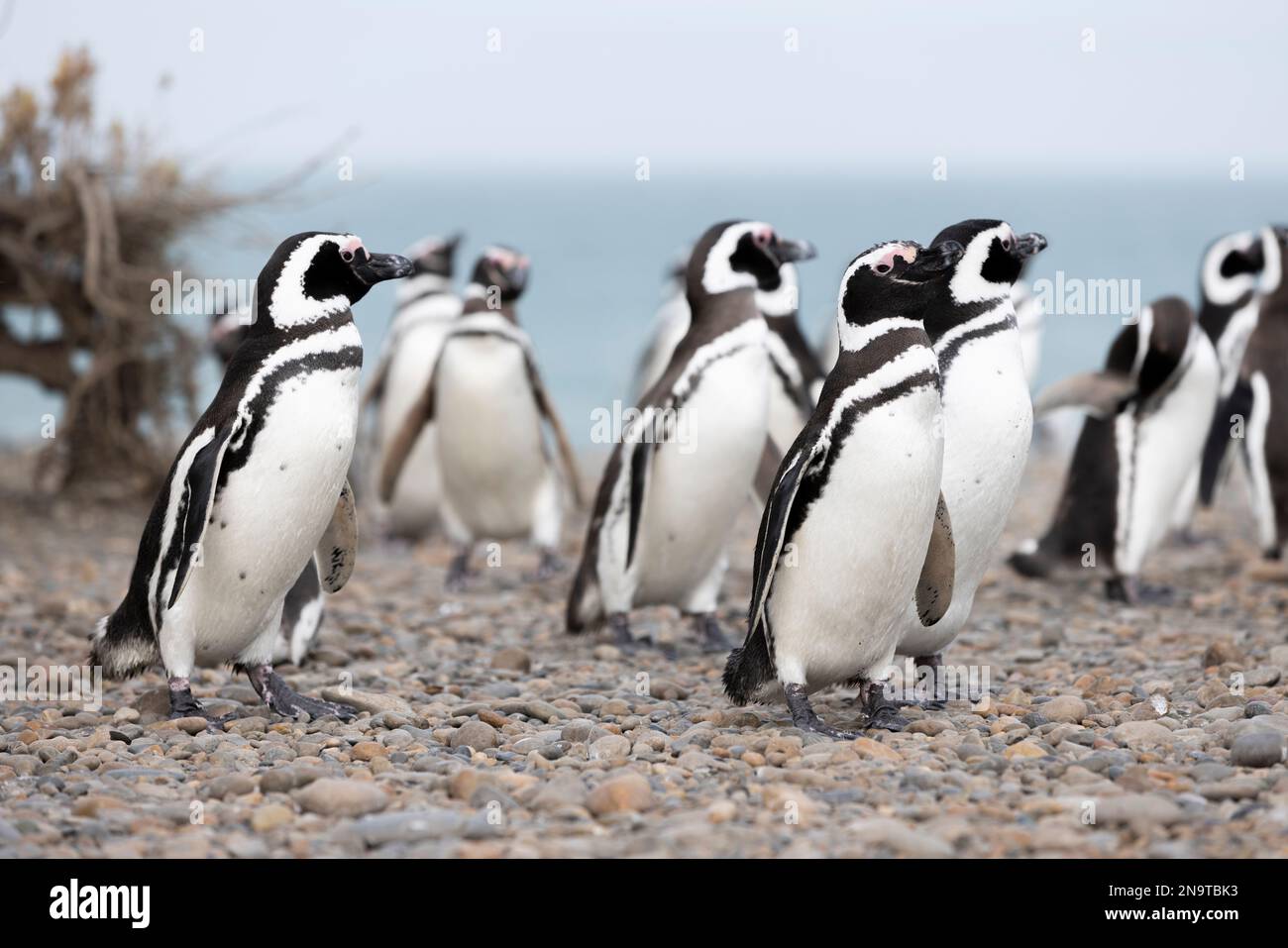 Reserva natural cabo virgenes hi-res stock photography and images - Alamy