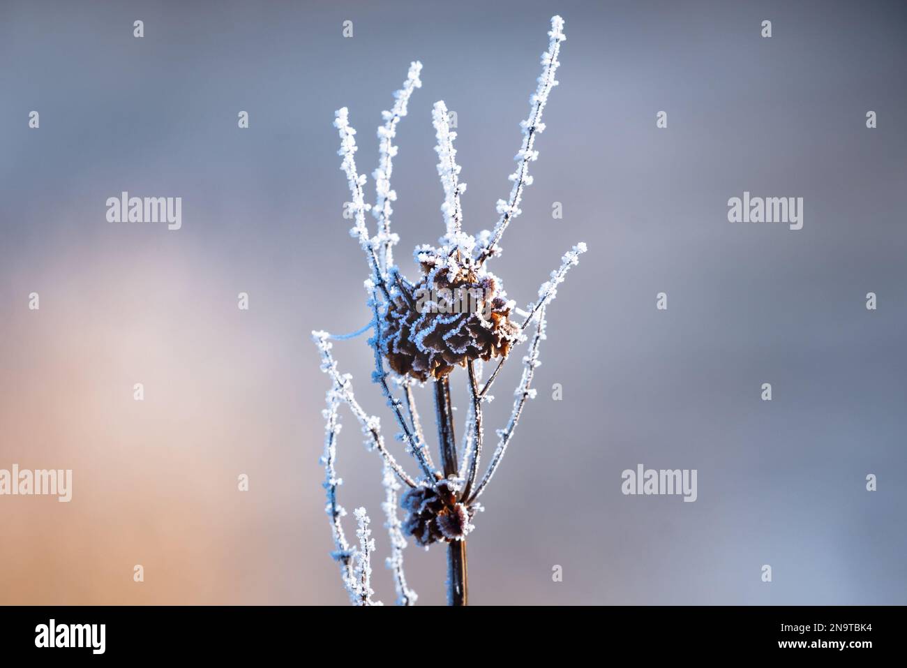 A minimalist image of a beautifully withered flower covered in frost ...