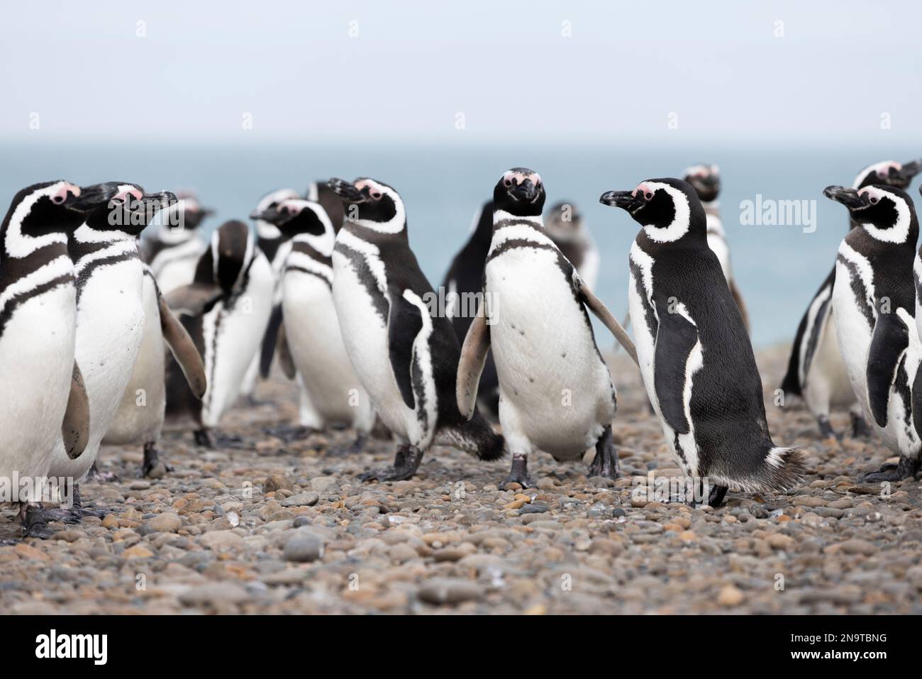 Reserva natural cabo virgenes hi-res stock photography and images - Alamy