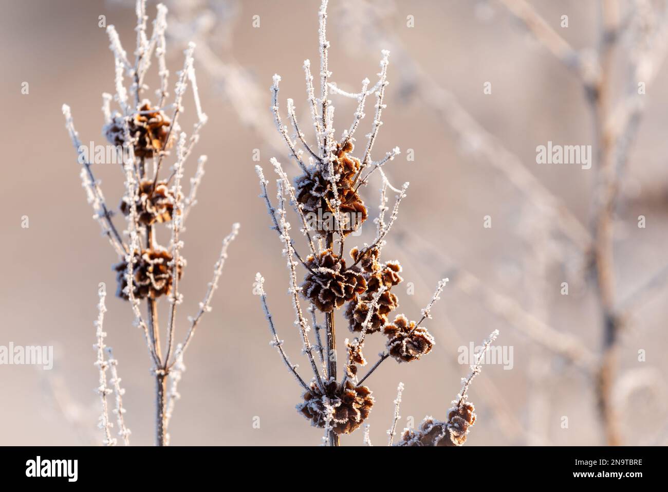 A minimalist image of a beautifully withered flower covered in frost ...