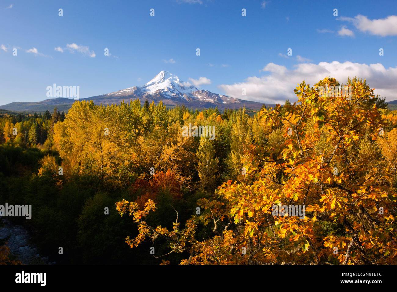 Majestic Mount Hood with autumn coloured foliage in the Hood River ...