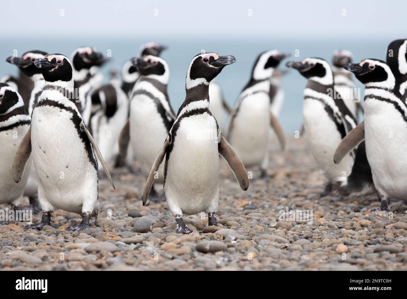 Magellanic penguins at the beach of Cabo Virgenes at kilometer 0 of the ...