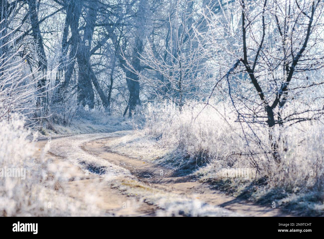 A winter dirt road illuminated by the rays of the morning sun, while ...