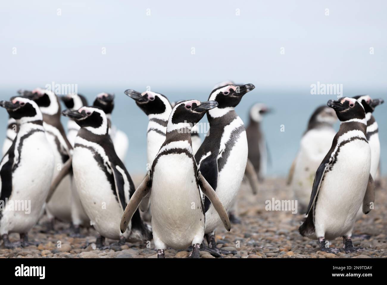 Reserva natural cabo virgenes hi-res stock photography and images - Alamy