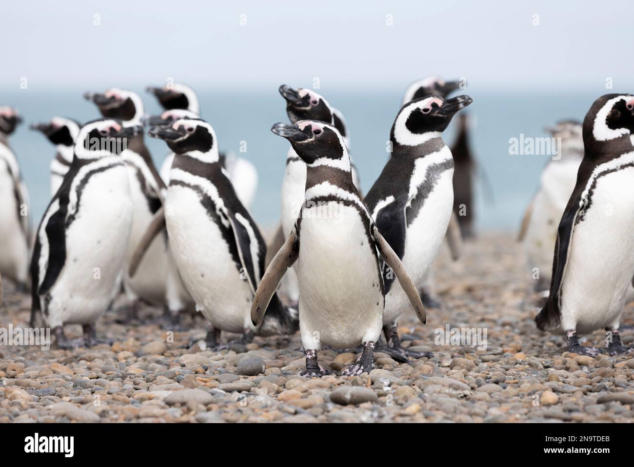 Magellanic penguins at the beach of Cabo Virgenes at kilometer 0 of the ...