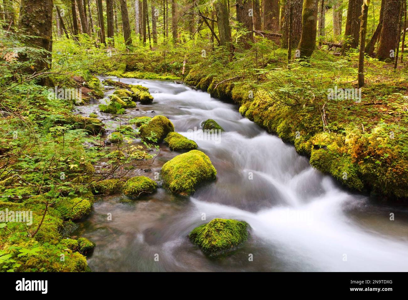 Still Creek In Mount Hood National Forest In The Oregon Cascade ...