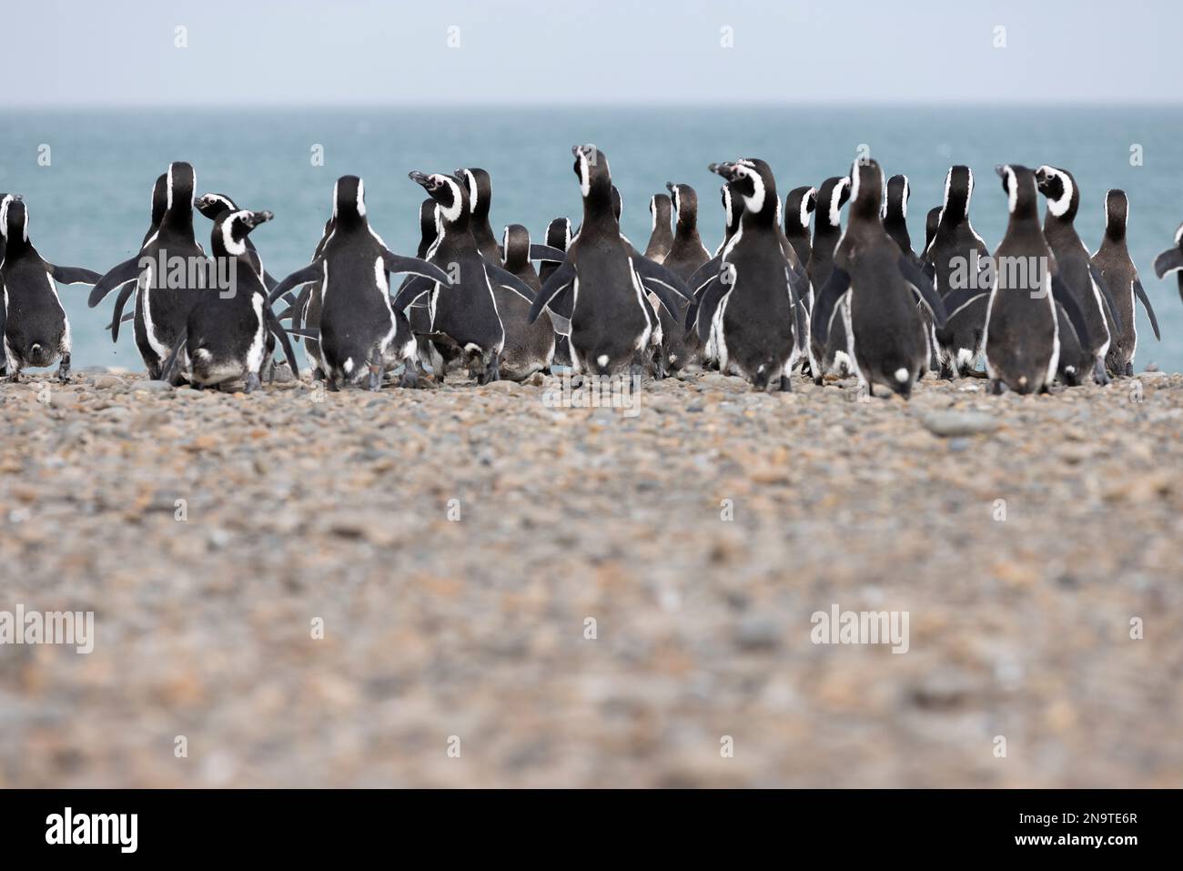 Reserva natural cabo virgenes hi-res stock photography and images - Alamy