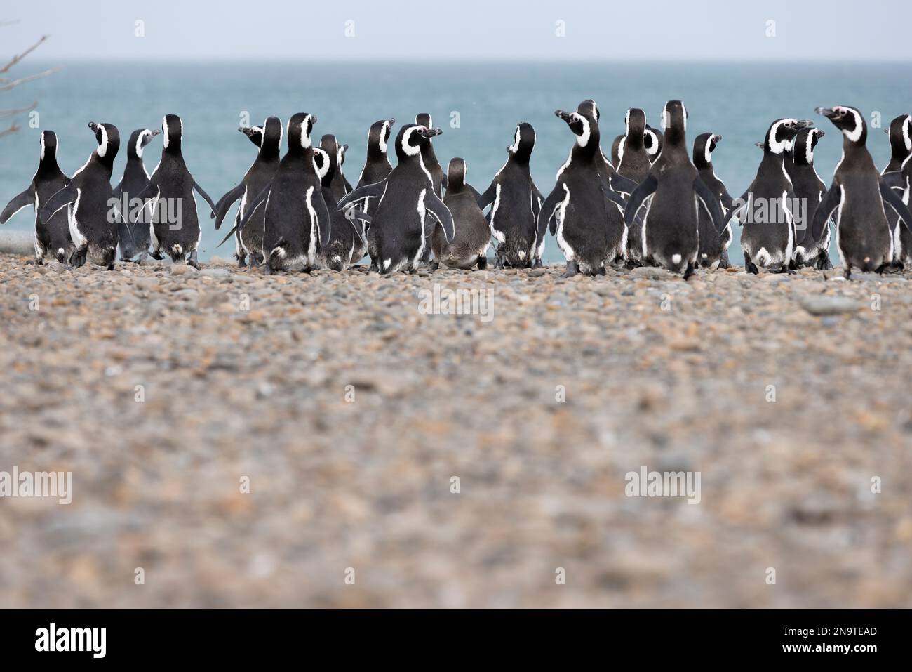 Magellanic penguins at the beach of Cabo Virgenes at kilometer 0 of the ...
